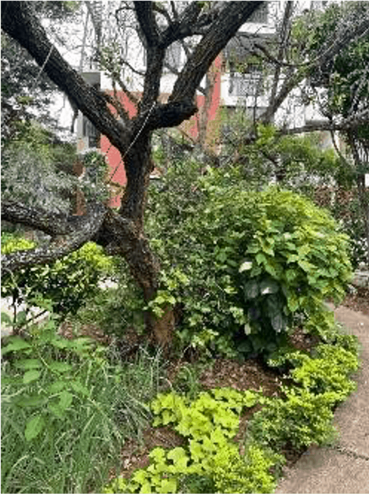 How a Bengaluru apartment created a 'food forest' - Citizen Matters